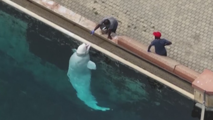 US aquariums to save 30 beluga whales from threat of euthanasia ...