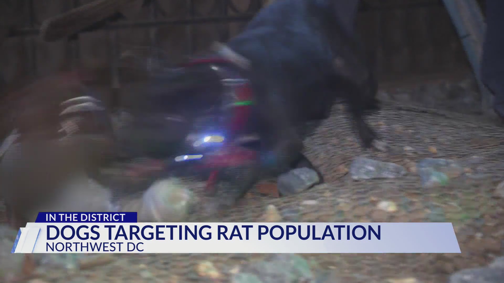 Dogs targeting rat population in DC – DC News Now | DC, Virginia ...