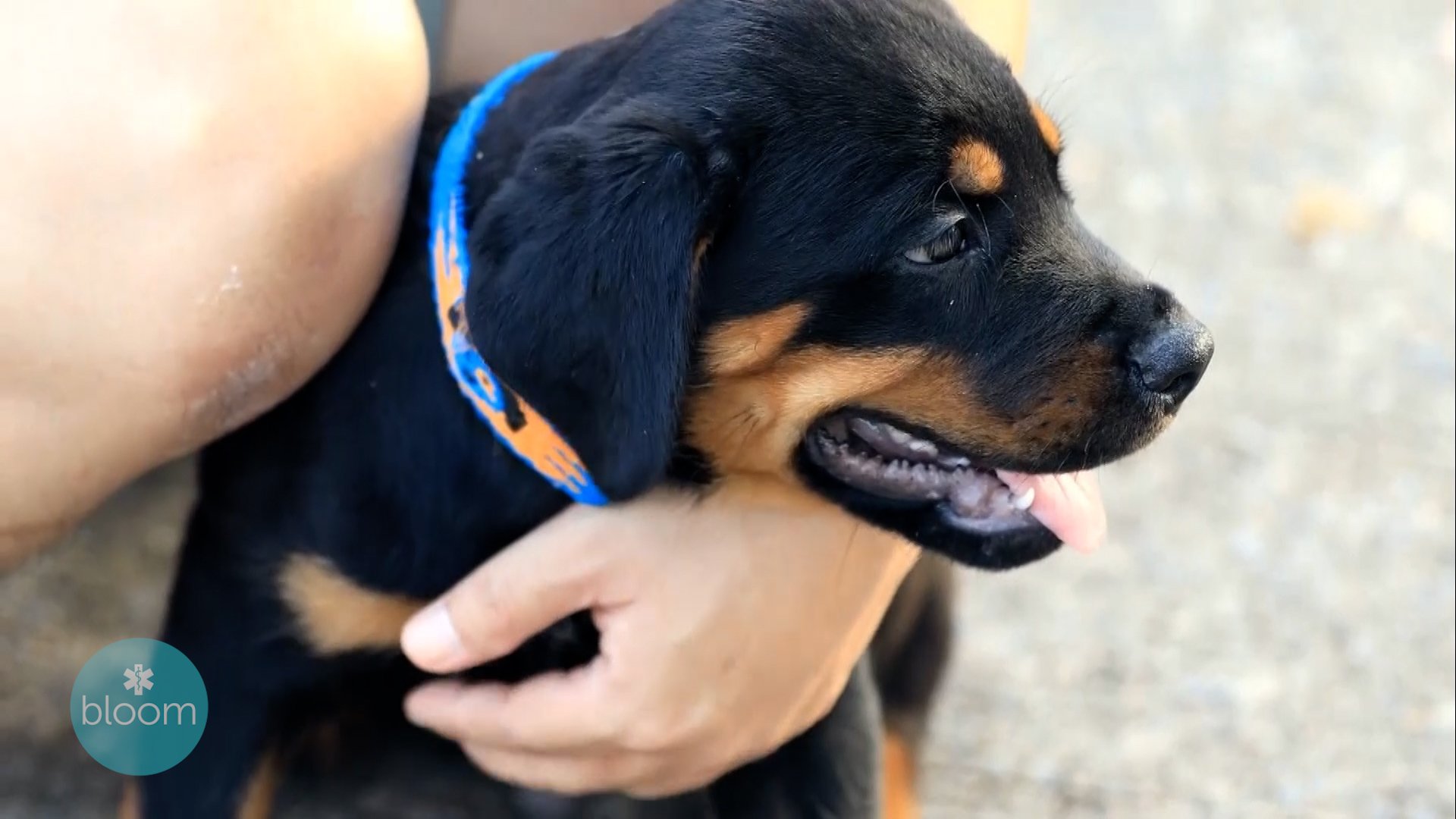 Energy healing for animal wellness | Bloom – WFLA