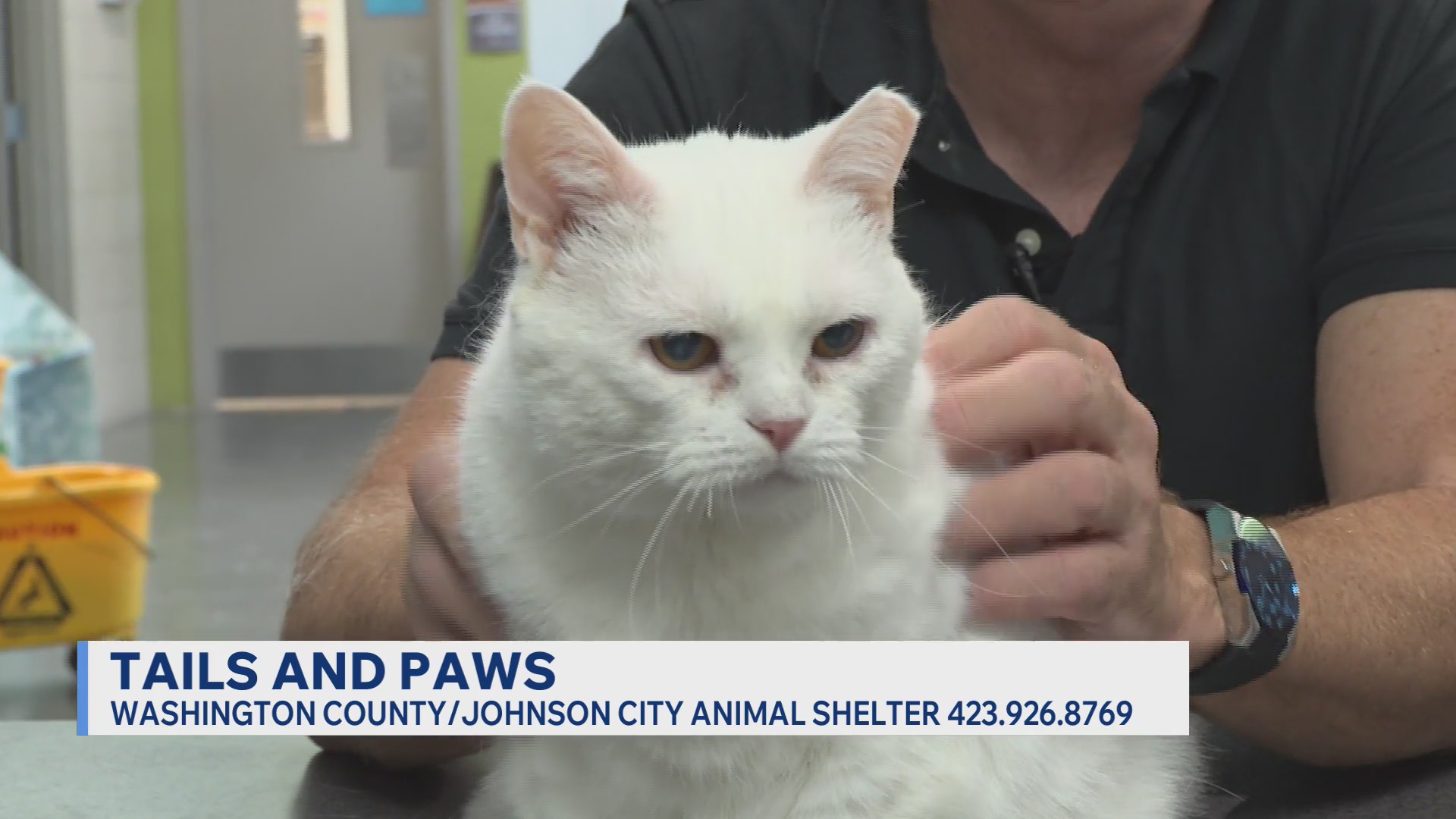 Sweet Sweet and Nimbus would love forever homes, Tails and Paws – WJHL ...