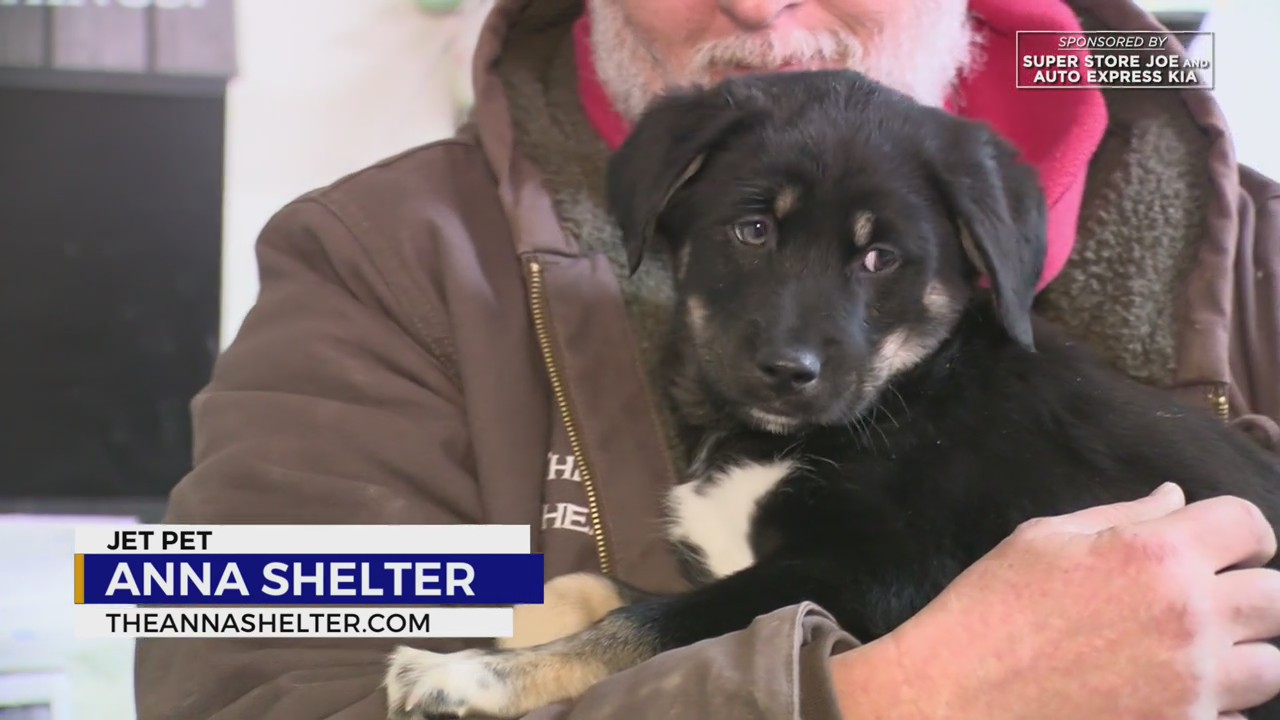 Jet Pet: Mutt puppies at the ANNA Shelter – WJET/WFXP/YourErie.com