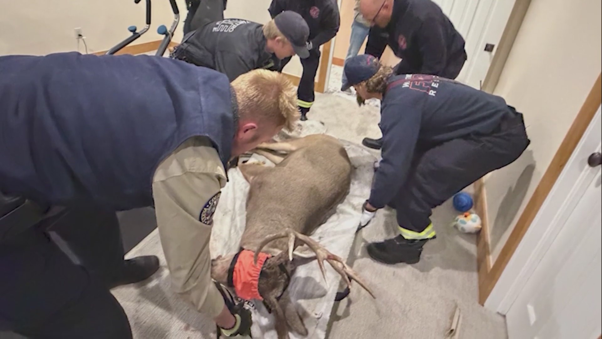 Bucks rescued after ‘late-night showdown’ lands them in home’s basement ...