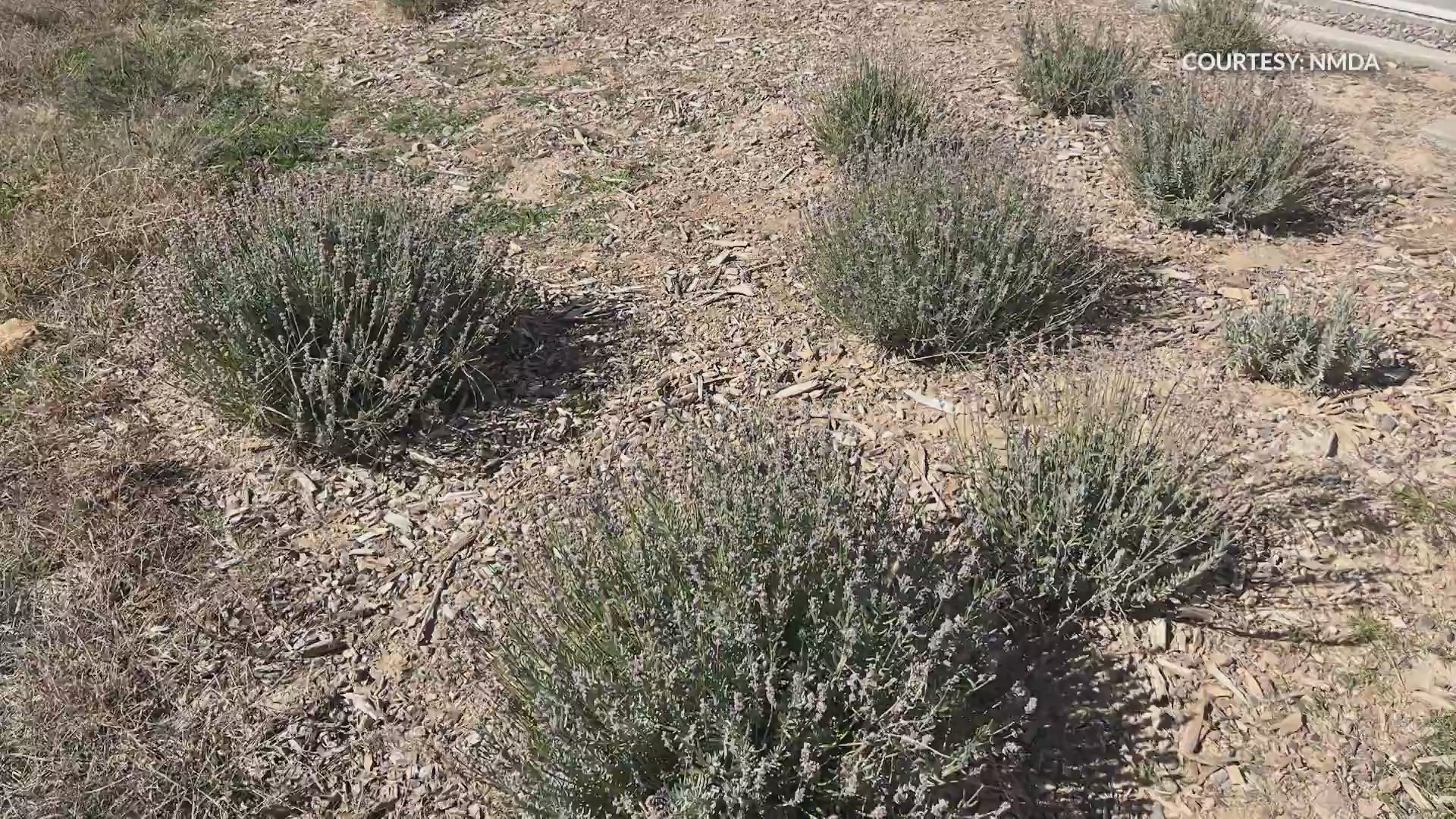 NMSU program ‘Path to Plate’ expanding after receiving grant from NMDA ...