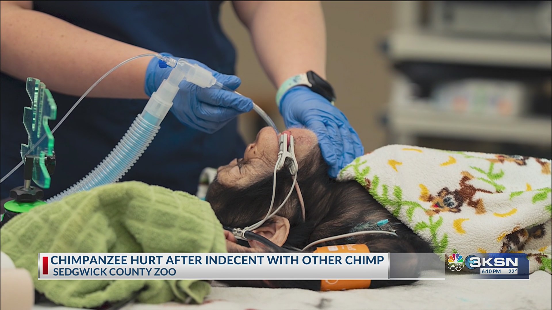 Sedgwick County Zoo chimp hurt, undergoes surgery – KSN-TV