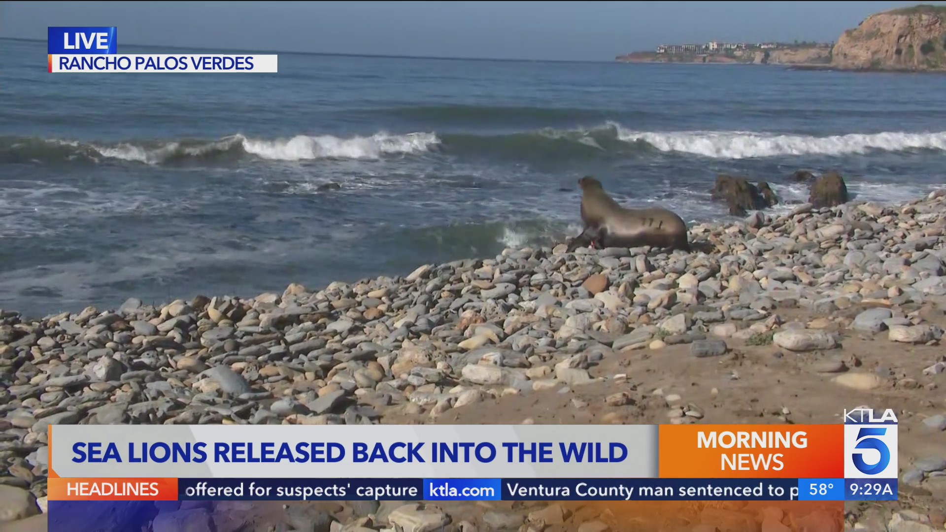 Sick sea lion found shot in the head returns to ocean – KTLA