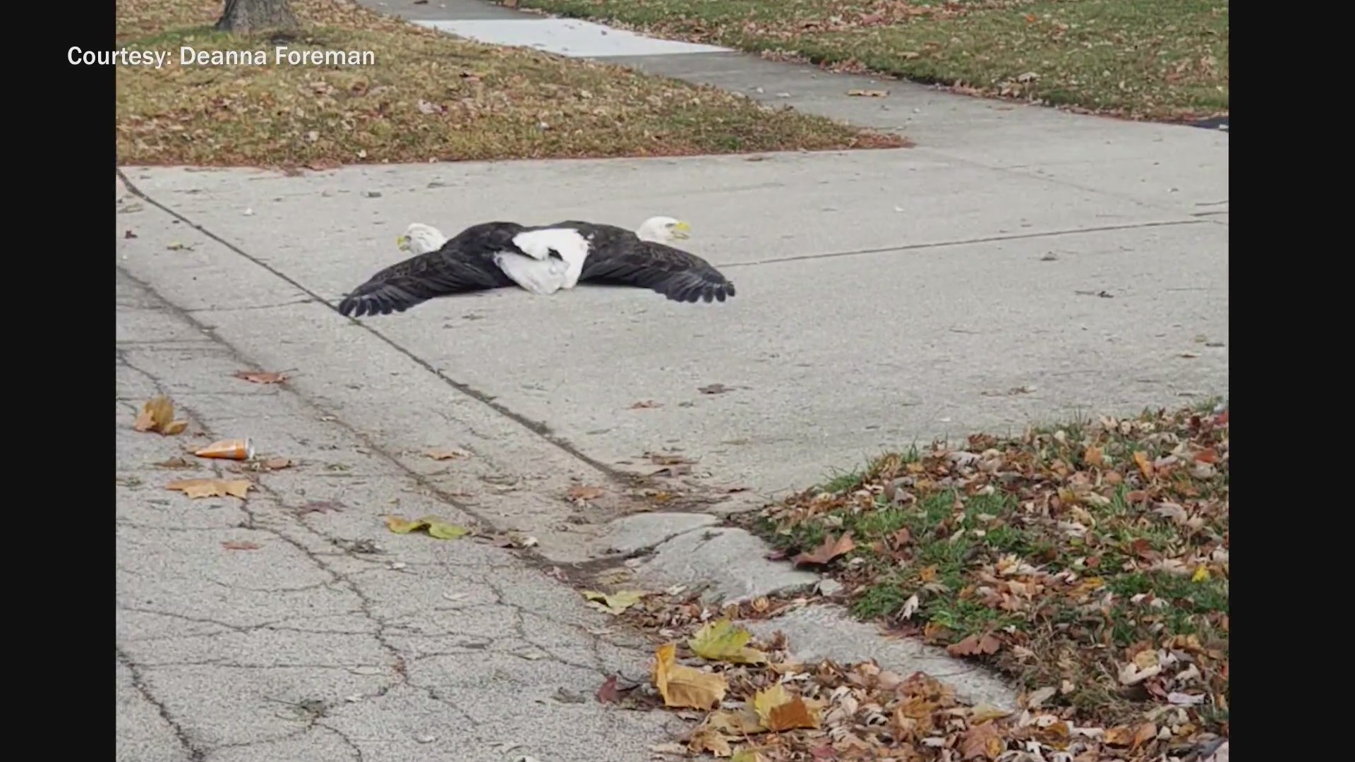 Video: Pair of eagles become tangled in suburbs – WGN-TV