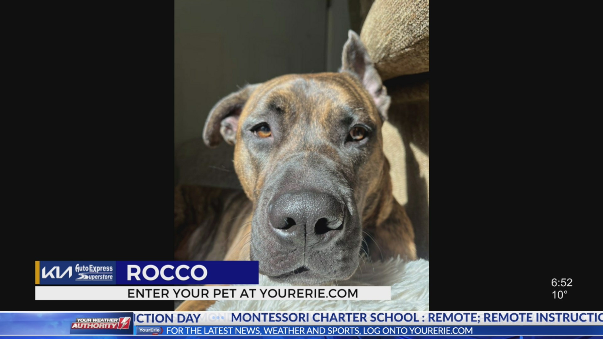 Cutest Pet: Rocco – WJET/WFXP/YourErie.com