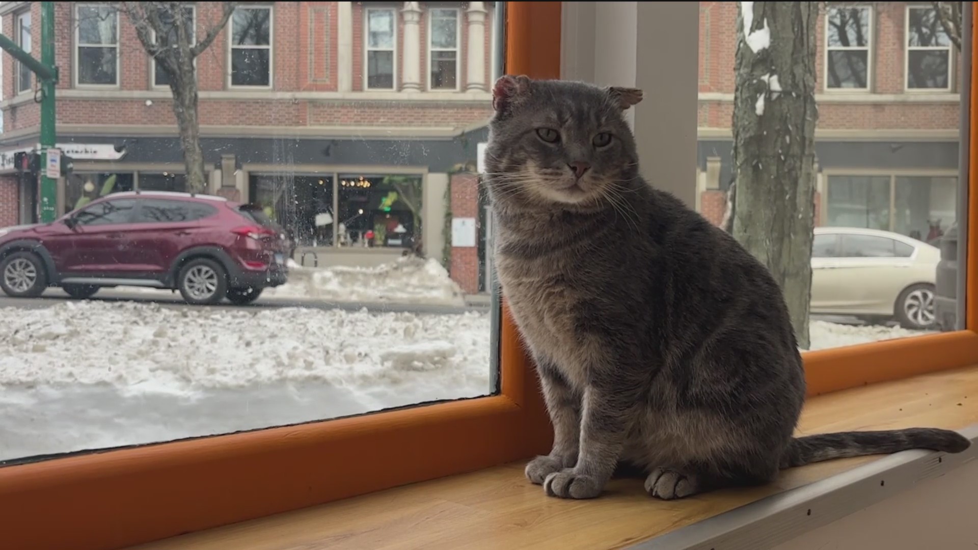Cruisin’ Connecticut: Still looking for the purrfect Valentine? Cuddle ...
