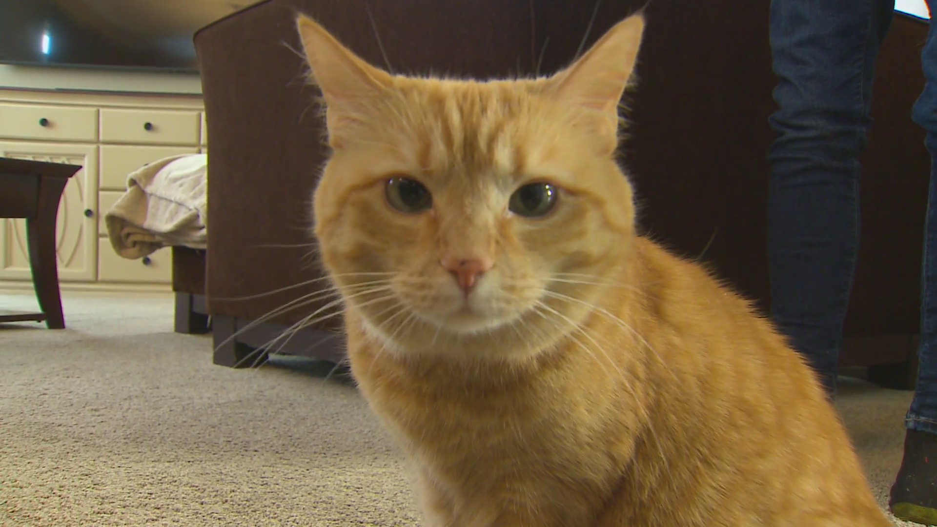 Viral cat helps mom spread awareness about abuse prevention | Good News ...