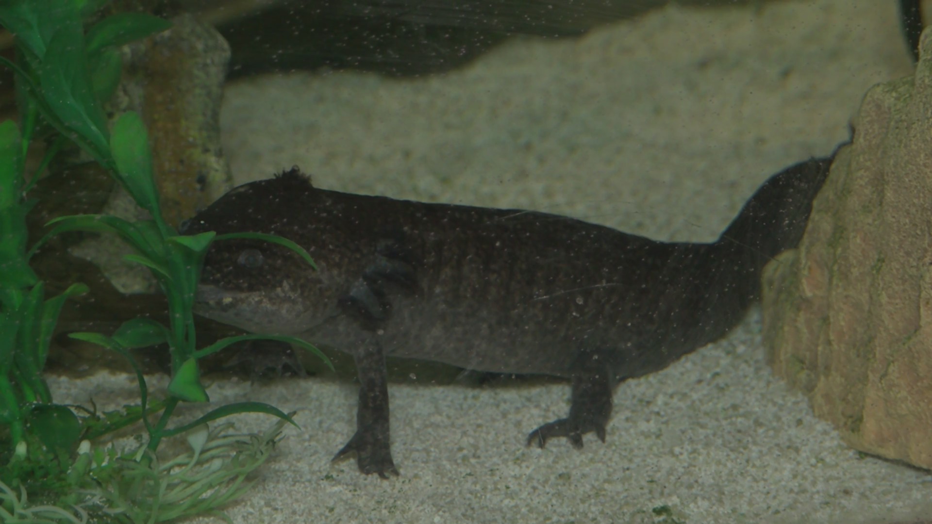 Wild Stuff: The axolotl – WJET/WFXP/YourErie.com