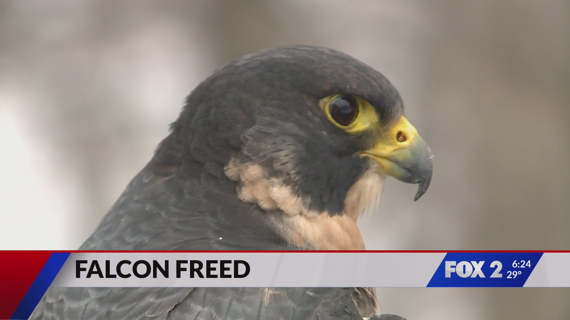 Volunteers, World Bird Sanctuary rescue injured falcon – FOX 2