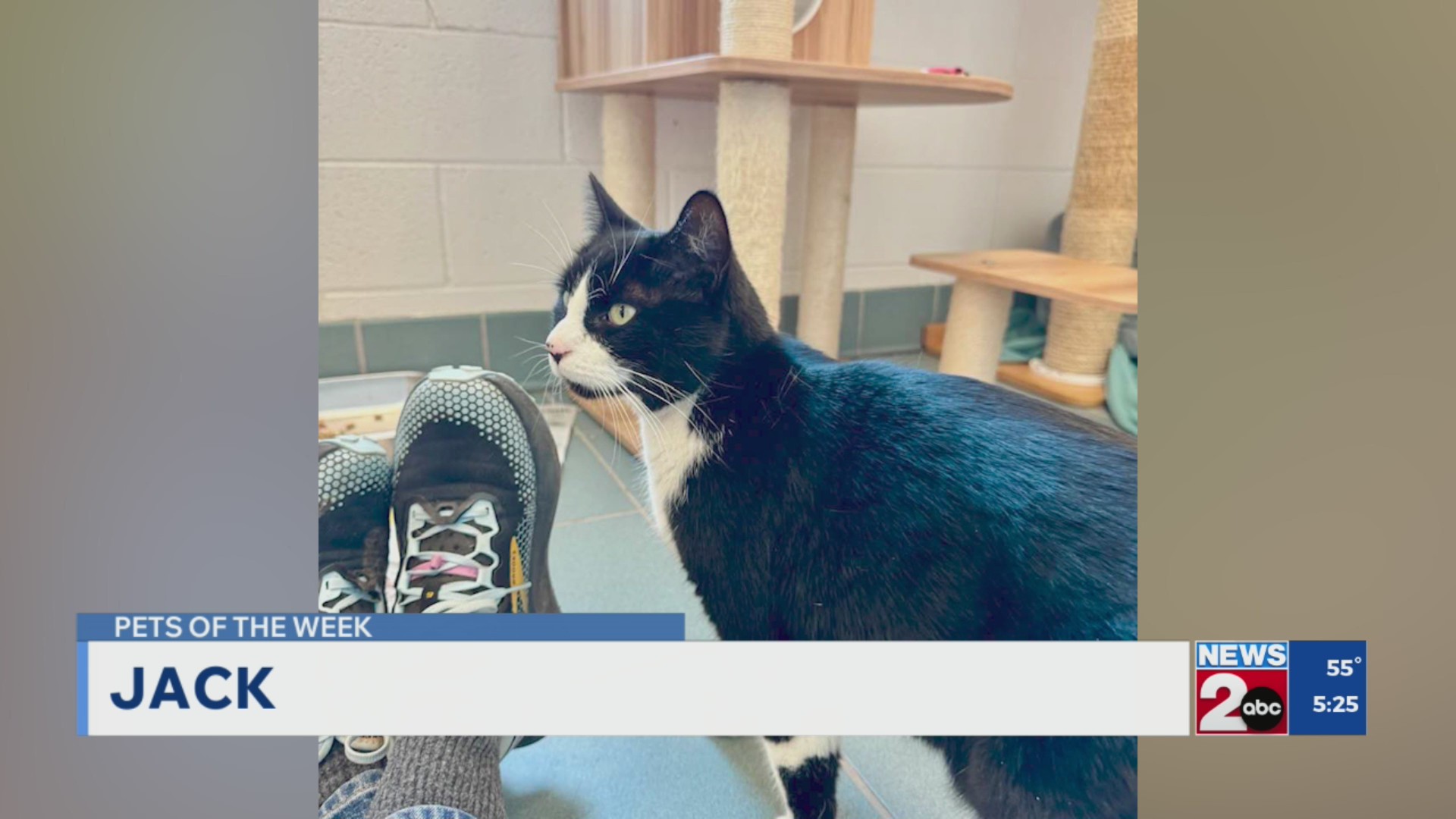 Pets of the Week for Jan. 6, 2026 Part 2 – WKRN News 2