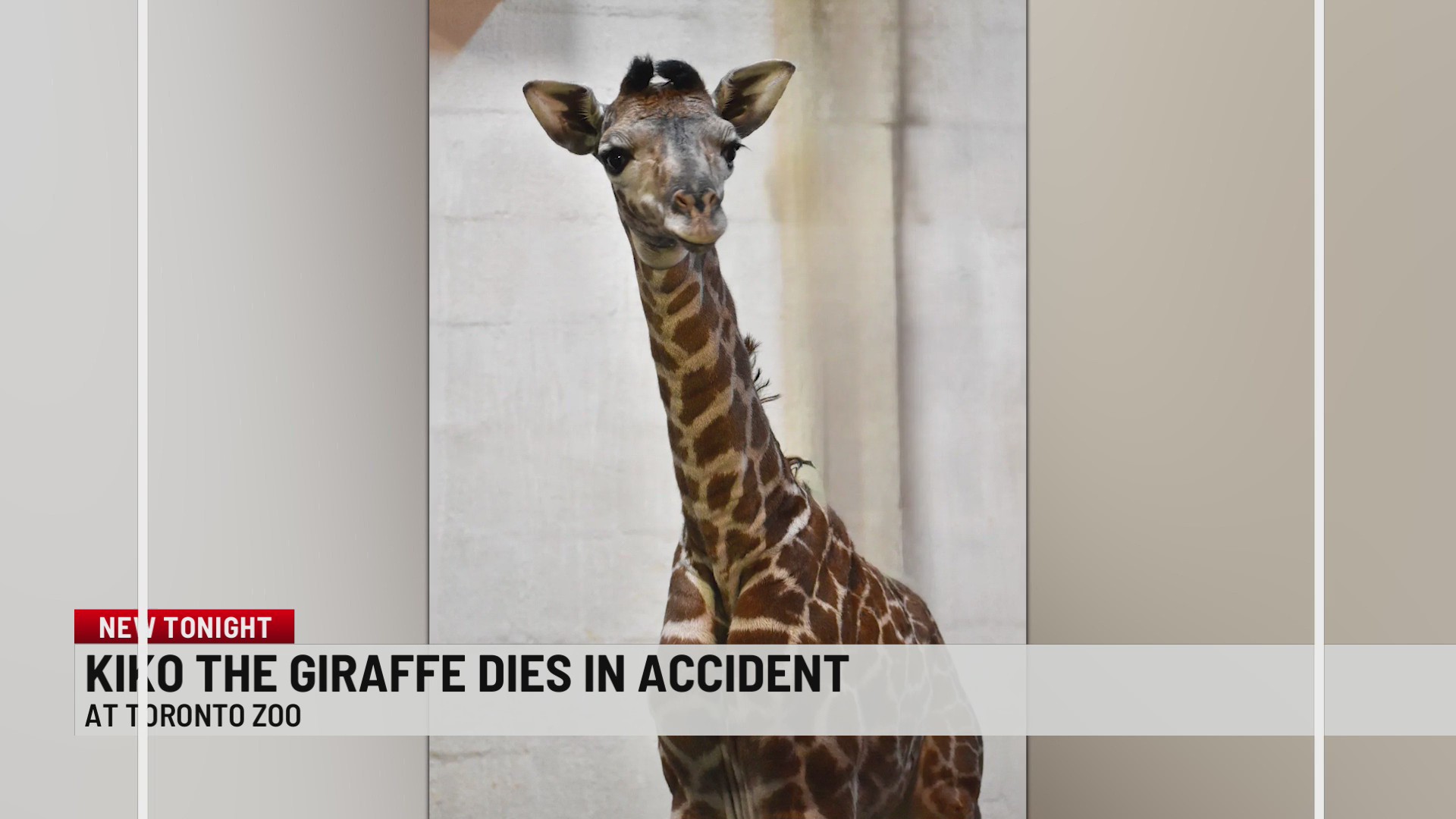 Giraffe born at Greenville Zoo dies in tragic accident – KXAN Austin