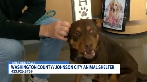 Tails and Paws for Saturday, January 17, 2026 – WJHL | Tri-Cities News ...