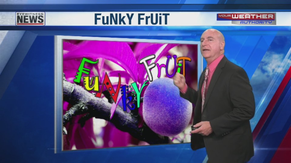 FuNkY FrUiT Bug Eyed Dali Mater – Eyewitness News (WEHT/WTVW)