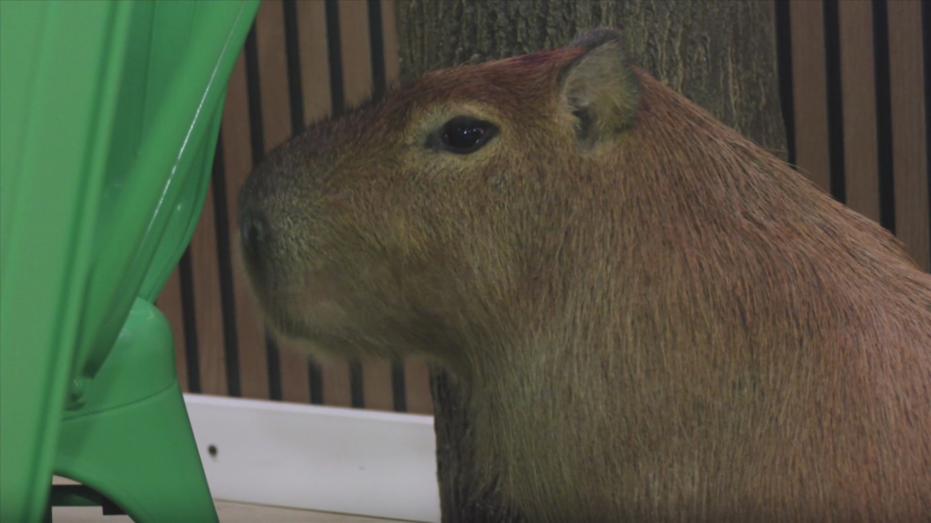 Wild Encounters Capybara Cafe opens – mypanhandle.com