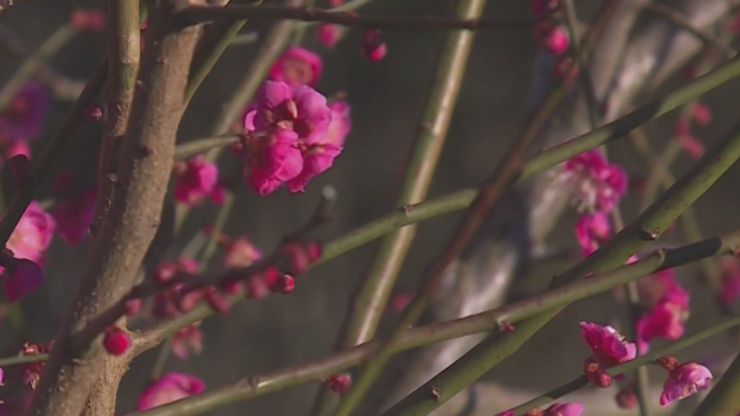 Warm winter brings concerns for Oregon’s wildfire season, fruit crops ...