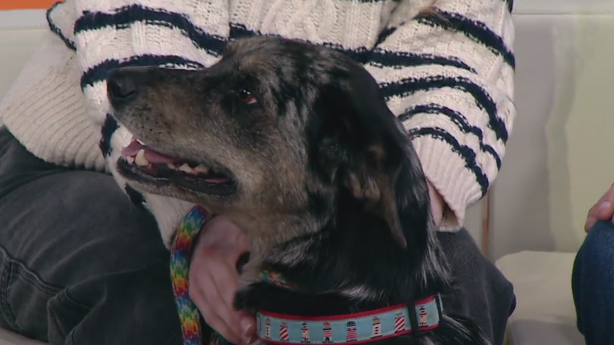 Super Pet Expo returns to Edison – PIX11