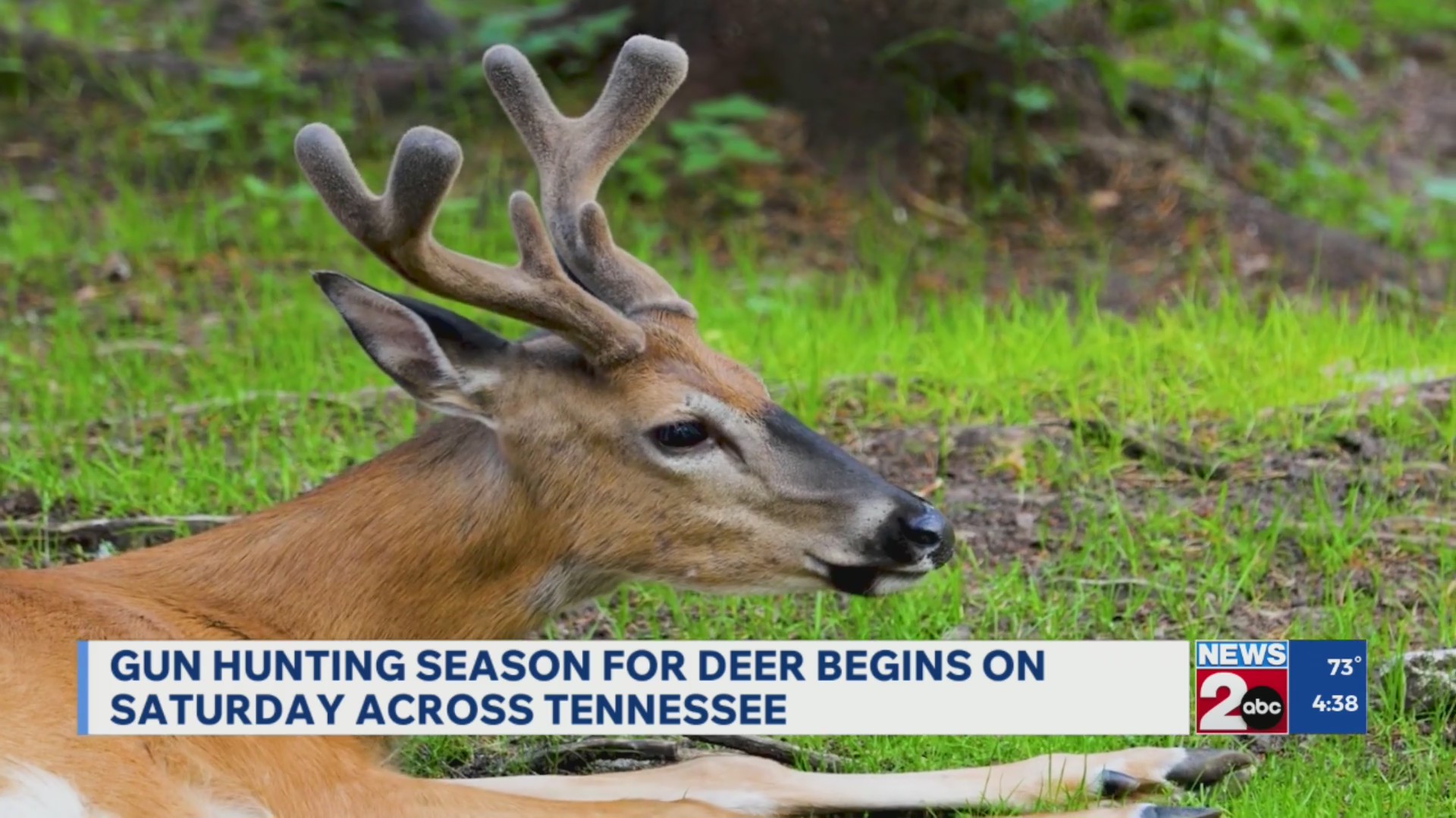 Gun hunting season for deer begins Saturday in Tennessee – WKRN News 2