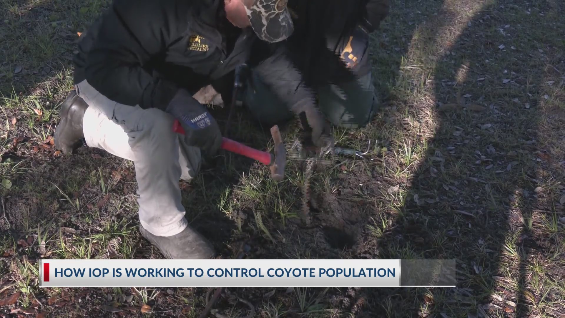 How IOP is working to control coyote population – WCBD News 2