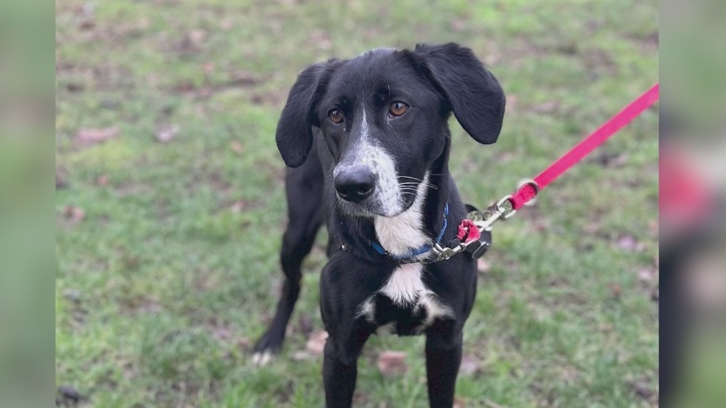 Second Chance Pets: Meet Elara – KOIN.com