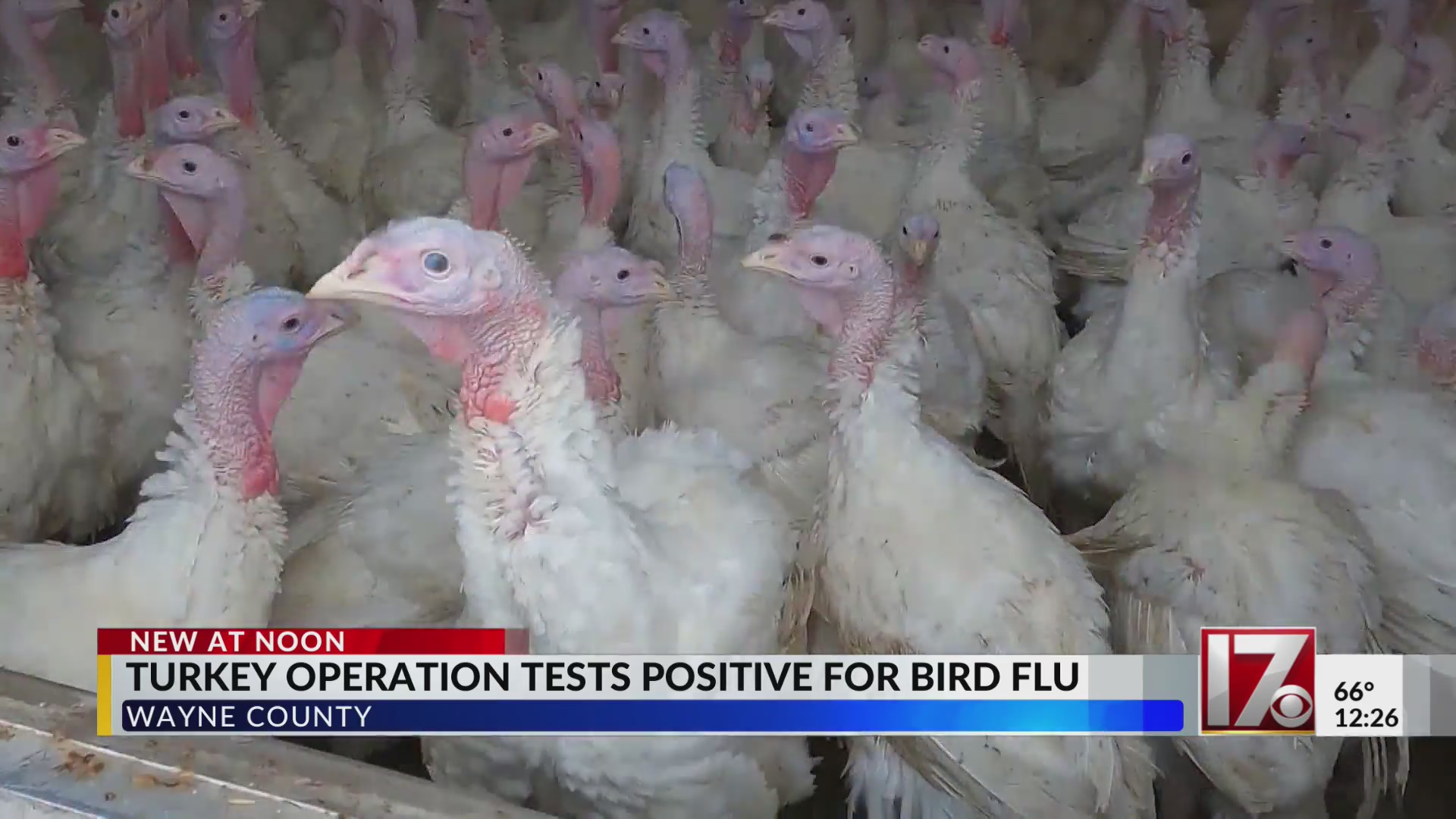 Wayne County turkey operation tests positive for bird flu – CBS17.com