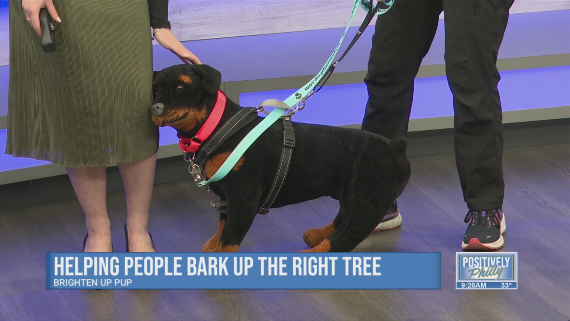 Dog Safety Tips from Brighten Up Pup | Positively Philly – PHL17.com
