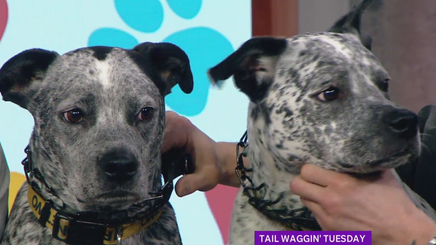 Tail Waggin’ Tuesday: The Dog Aging Project aims to increase pet ...