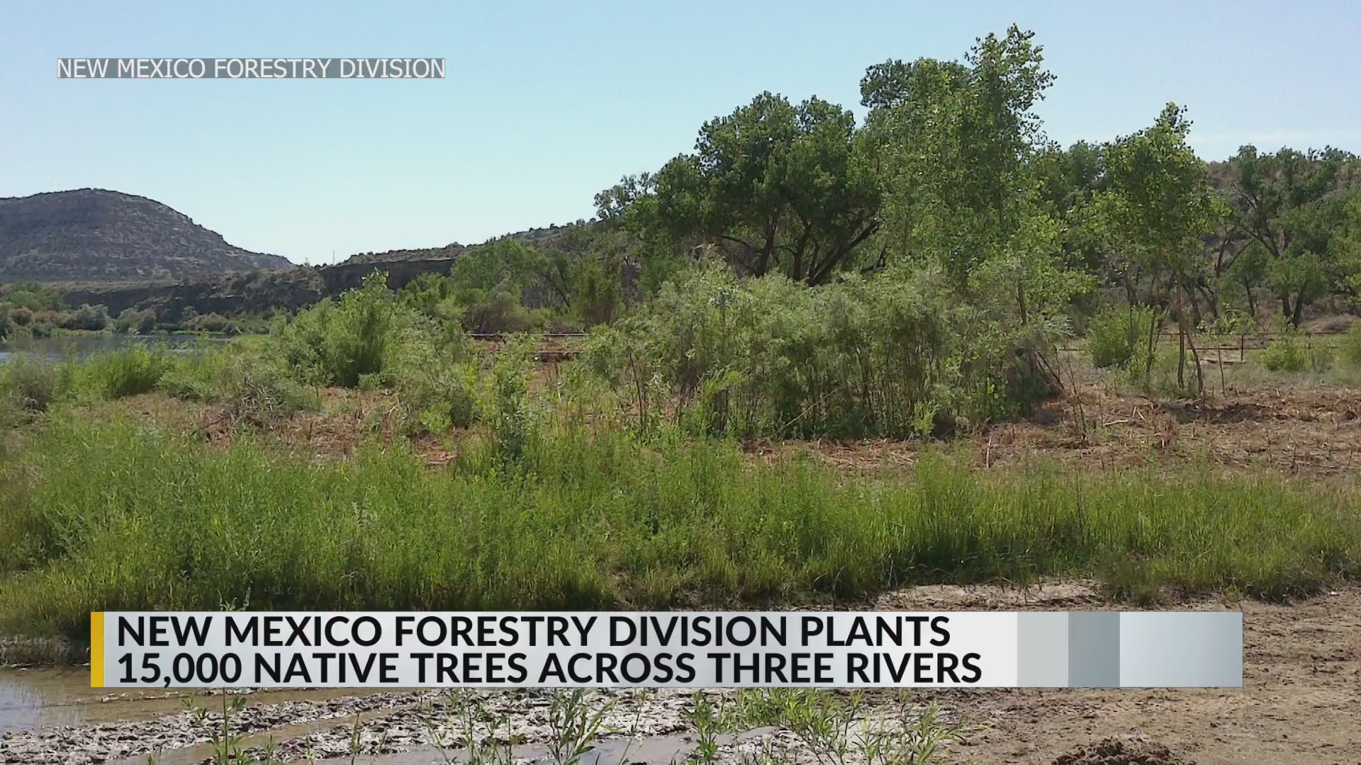 New Mexico Forestry Division plants native trees along three rivers ...