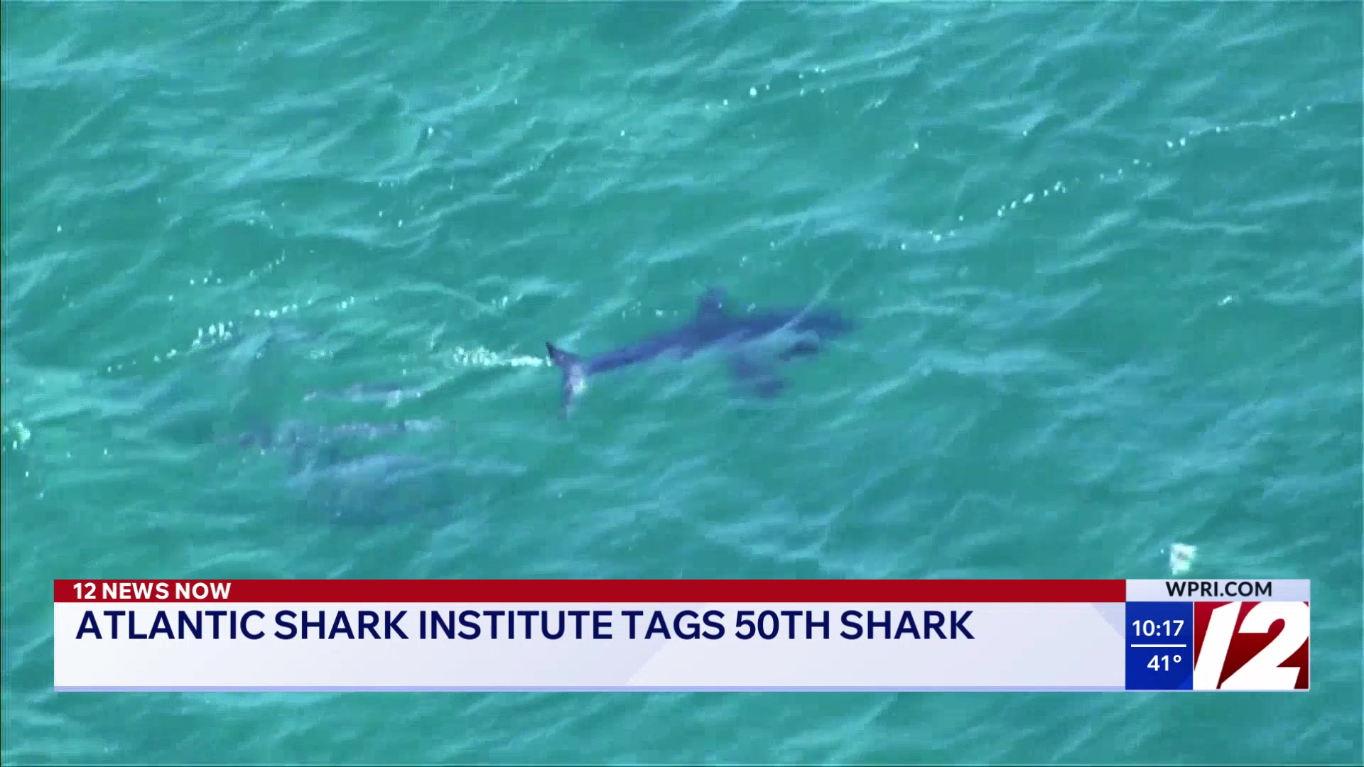 Atlantic Shark Institute tags 50th great white – WPRI.com