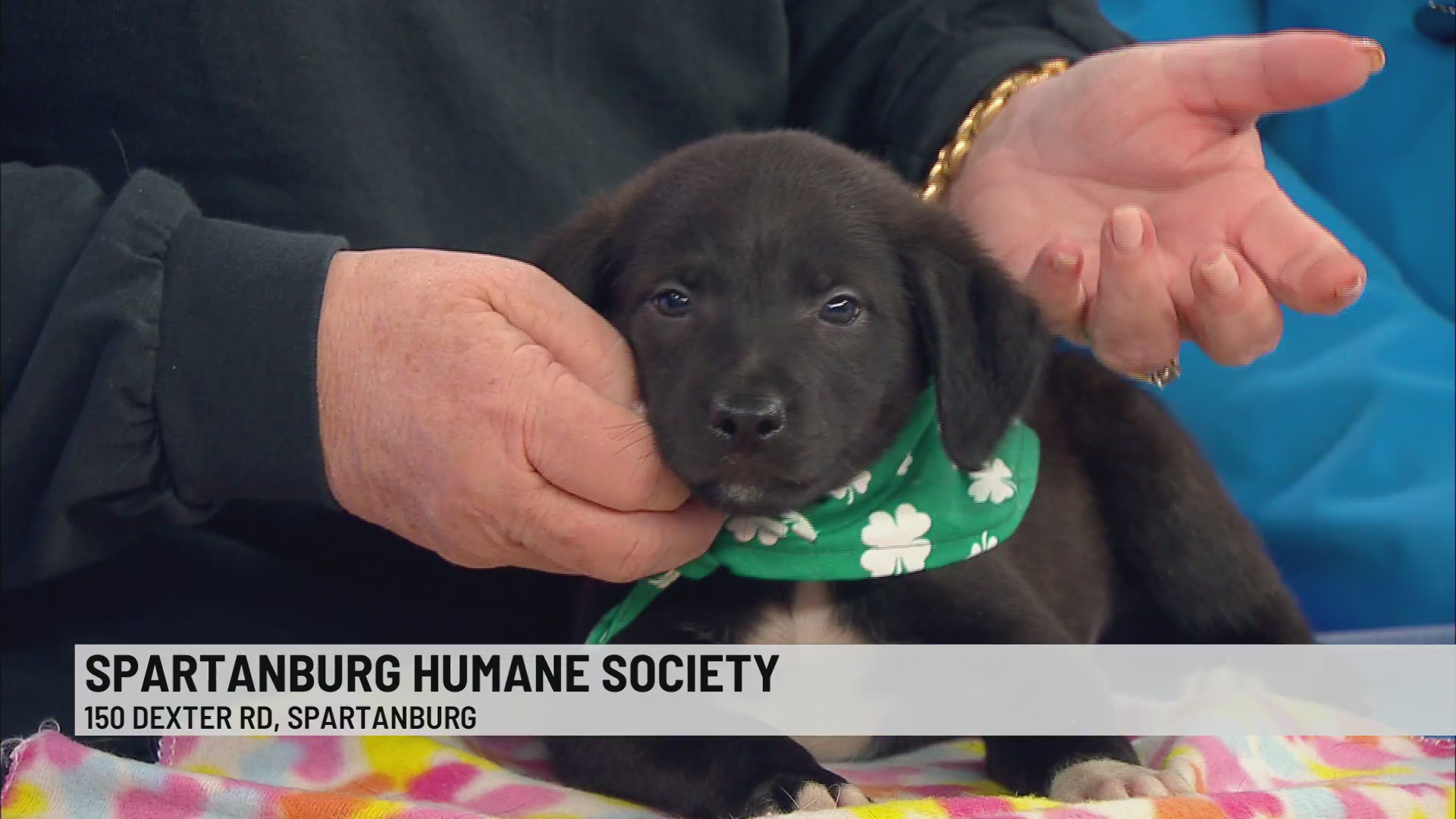 Pet of the Week: Cane – WSPA 7NEWS