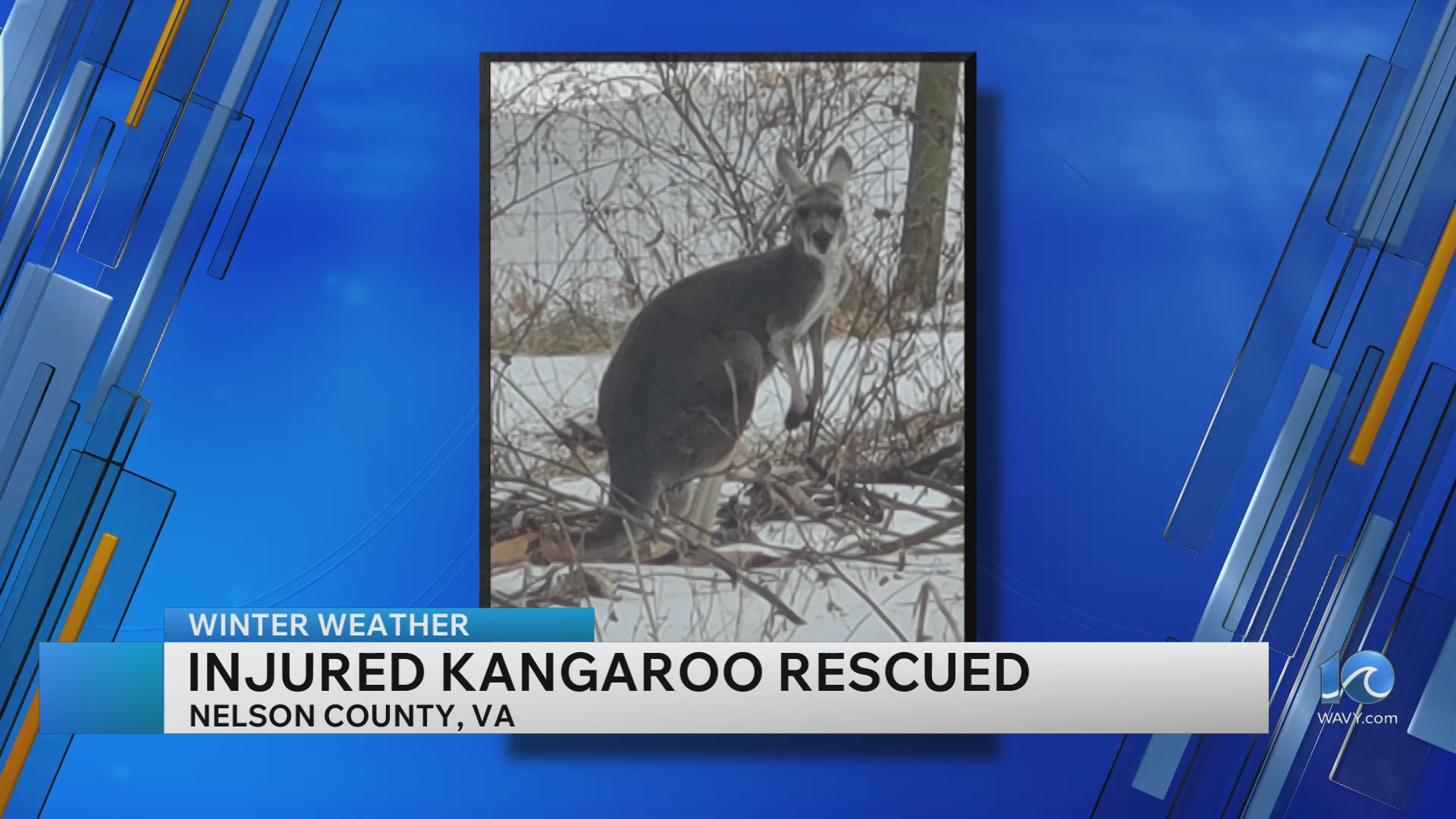 Injured kangaroo obstructs traffic in Nelson County – WAVY.com