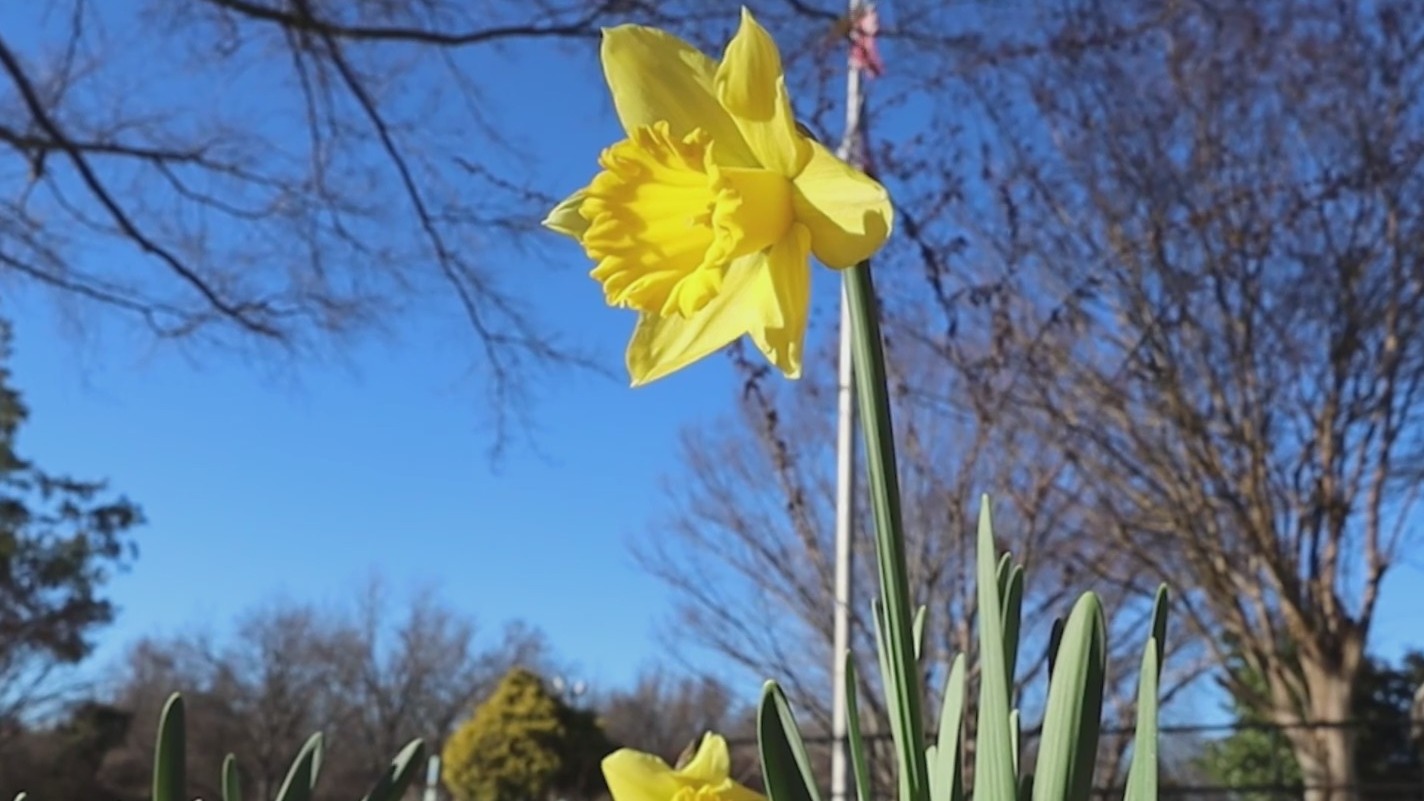 Early-blooming spring flowers will arrive soon – FOX8 WGHP