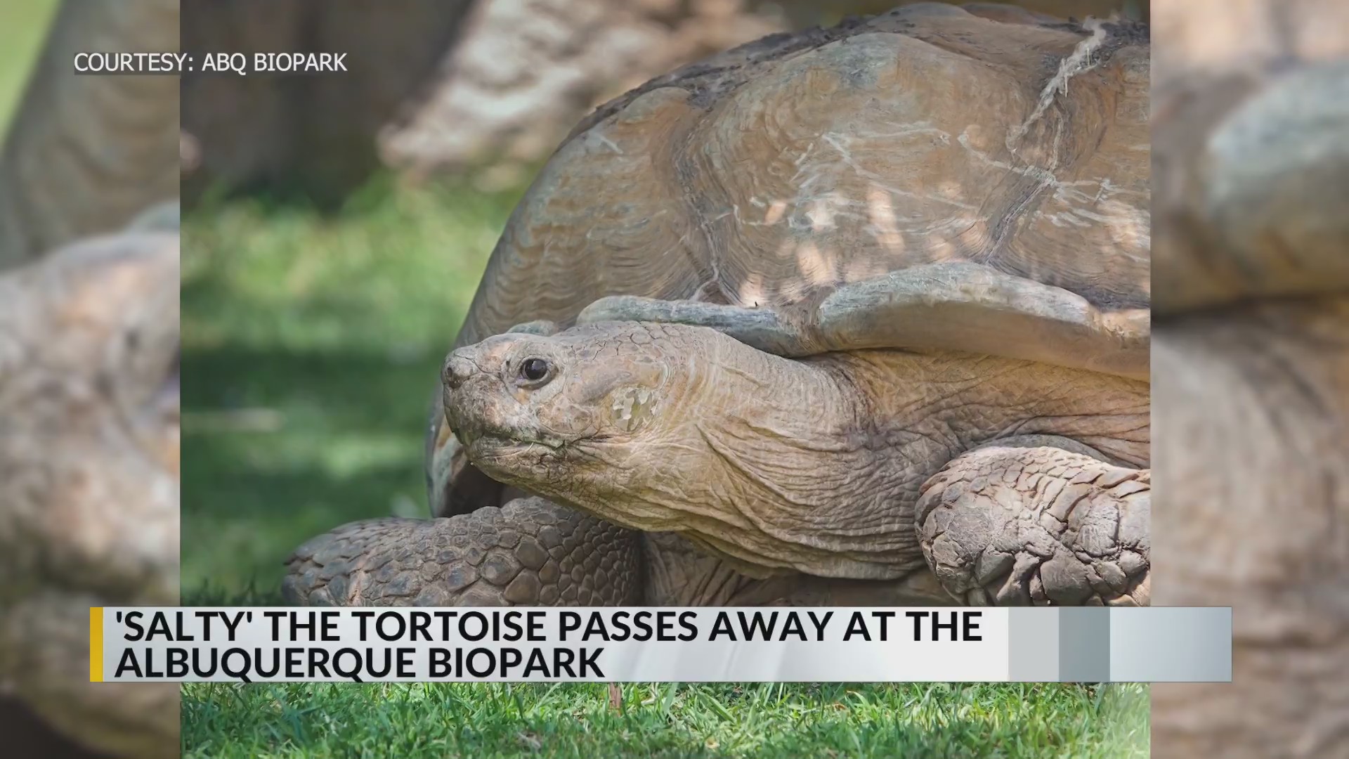 ABQ BioPark mourns passing of fan-favorite tortoise – KRQE NEWS 13 ...