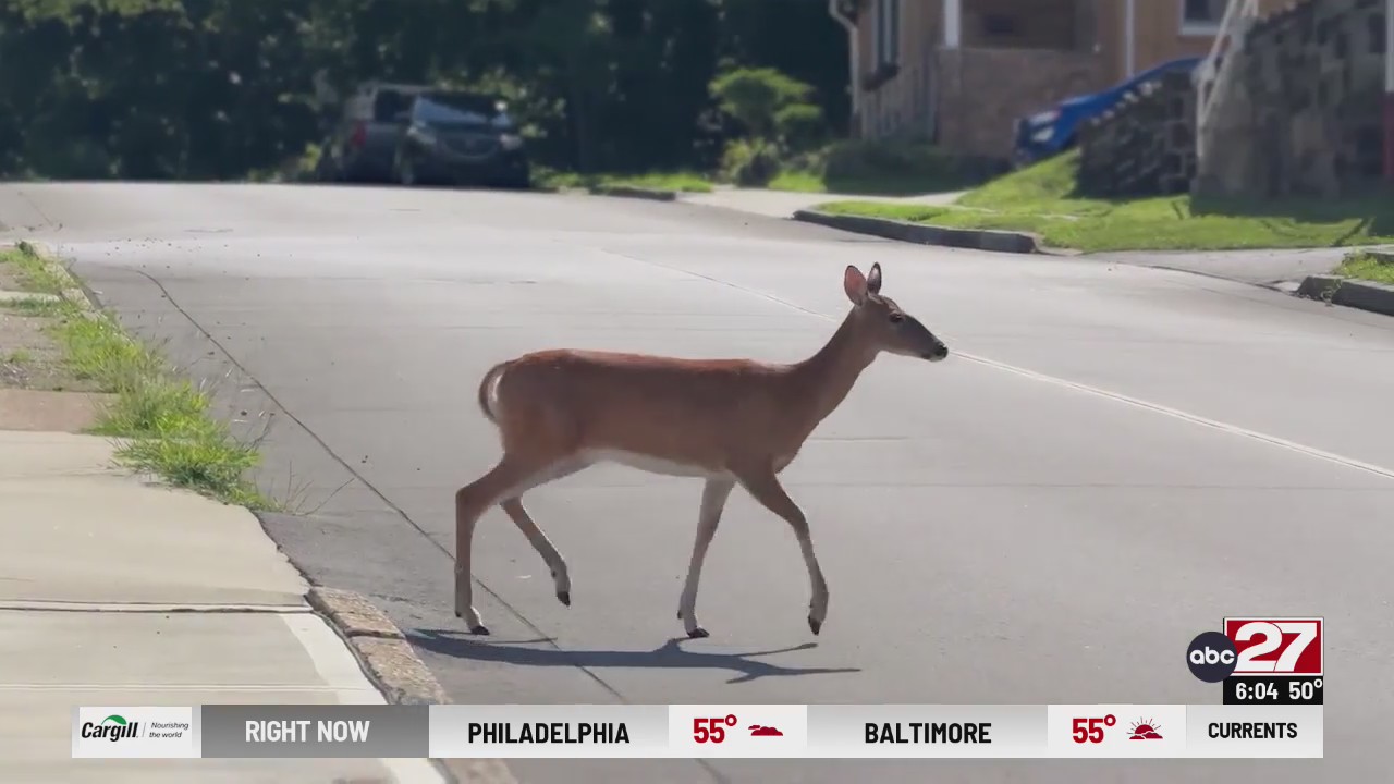 Deer strikes on the rise as Pennsylvania enters peak season – ABC27