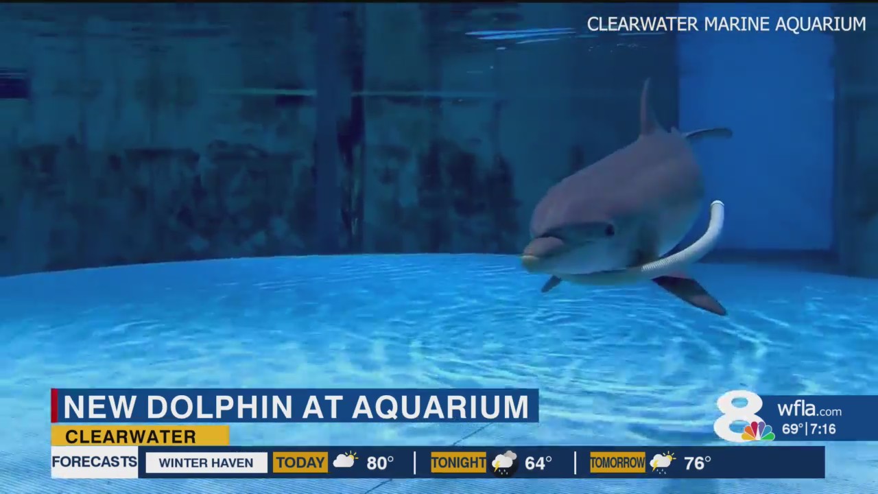 Apollo the Dolphin adjusts to new home at Clearwater Marine Aquarium – WFLA