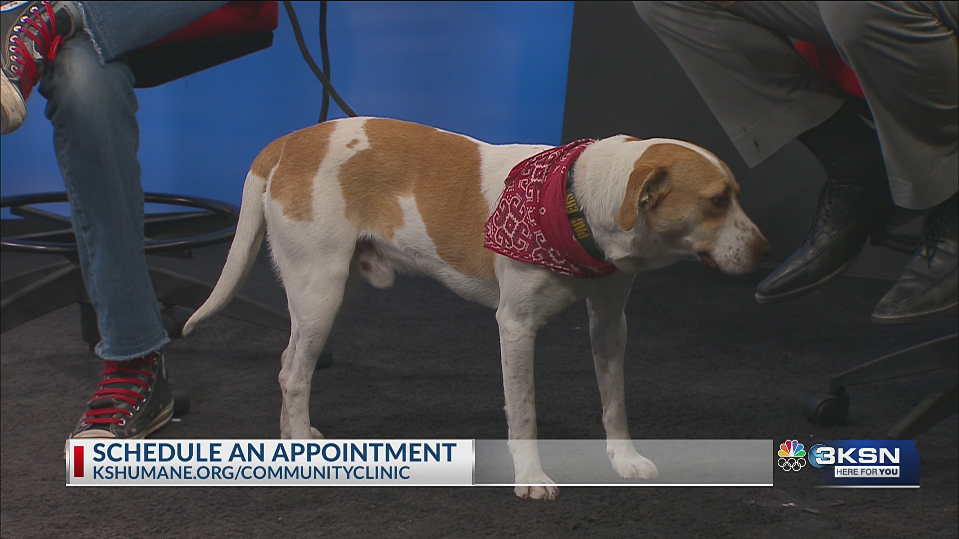 Pet Project: Meet Giraffe, the lap‑loving pup – KSN-TV