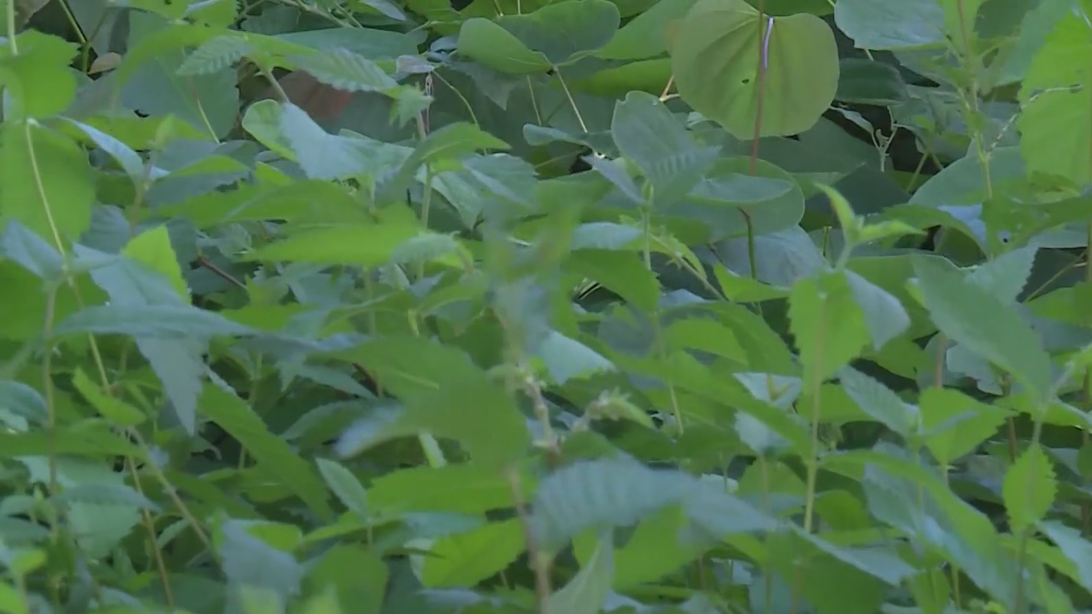 Volunteers plant trees on flood damaged lands – KXAN Austin