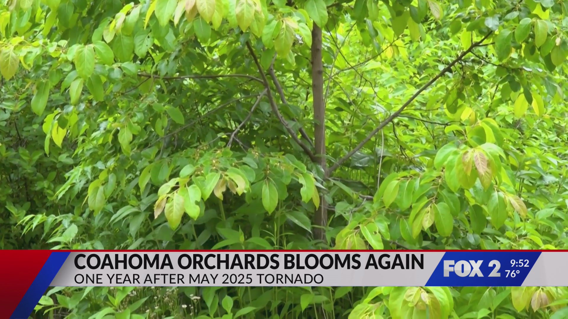 North St. Louis orchard becomes symbol of recovery after tornado – FOX 2