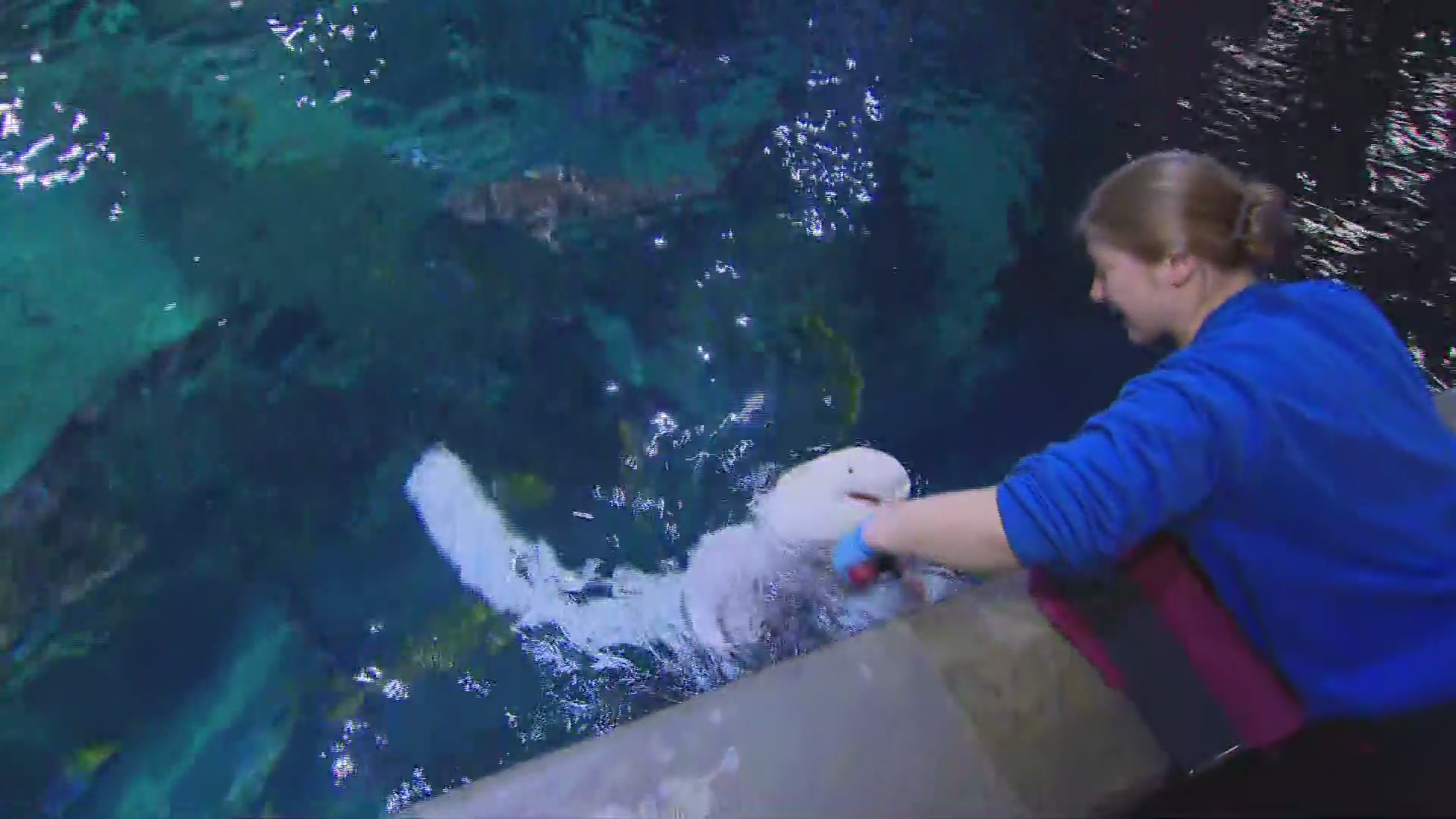 Ana and Sarah feed the sharks – WGN-TV