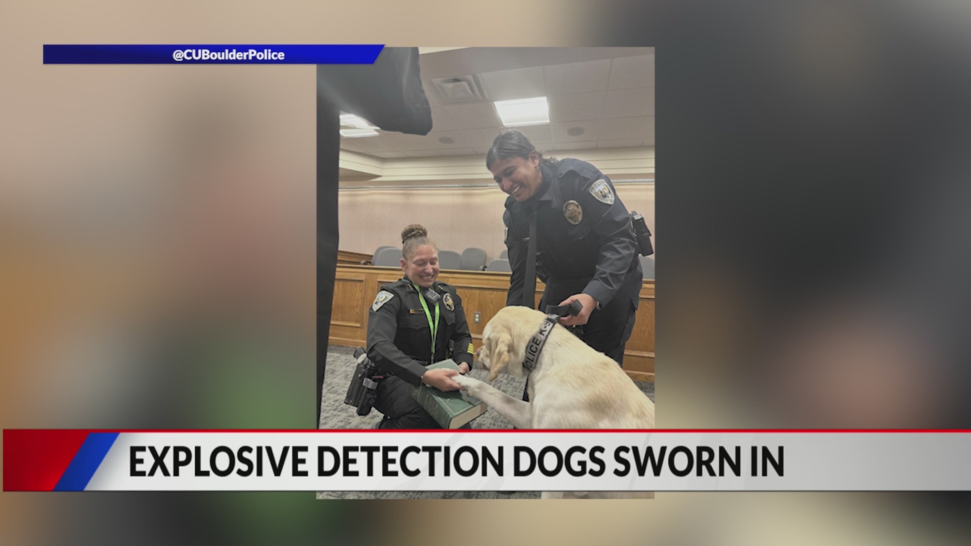 CU Boulder dogs trained in explosive detection sworn in – FOX31 Denver