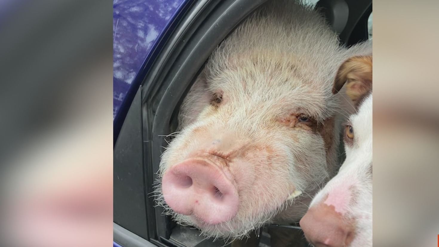 Portland veteran, 250-pound pig found living in car – KOIN.com