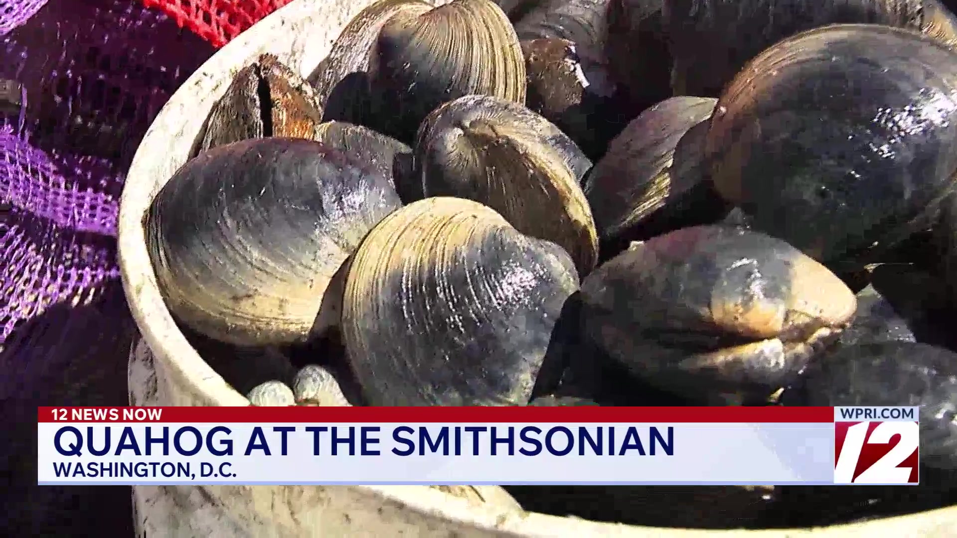 RI quahog on display at the Smithsonian – WPRI.com