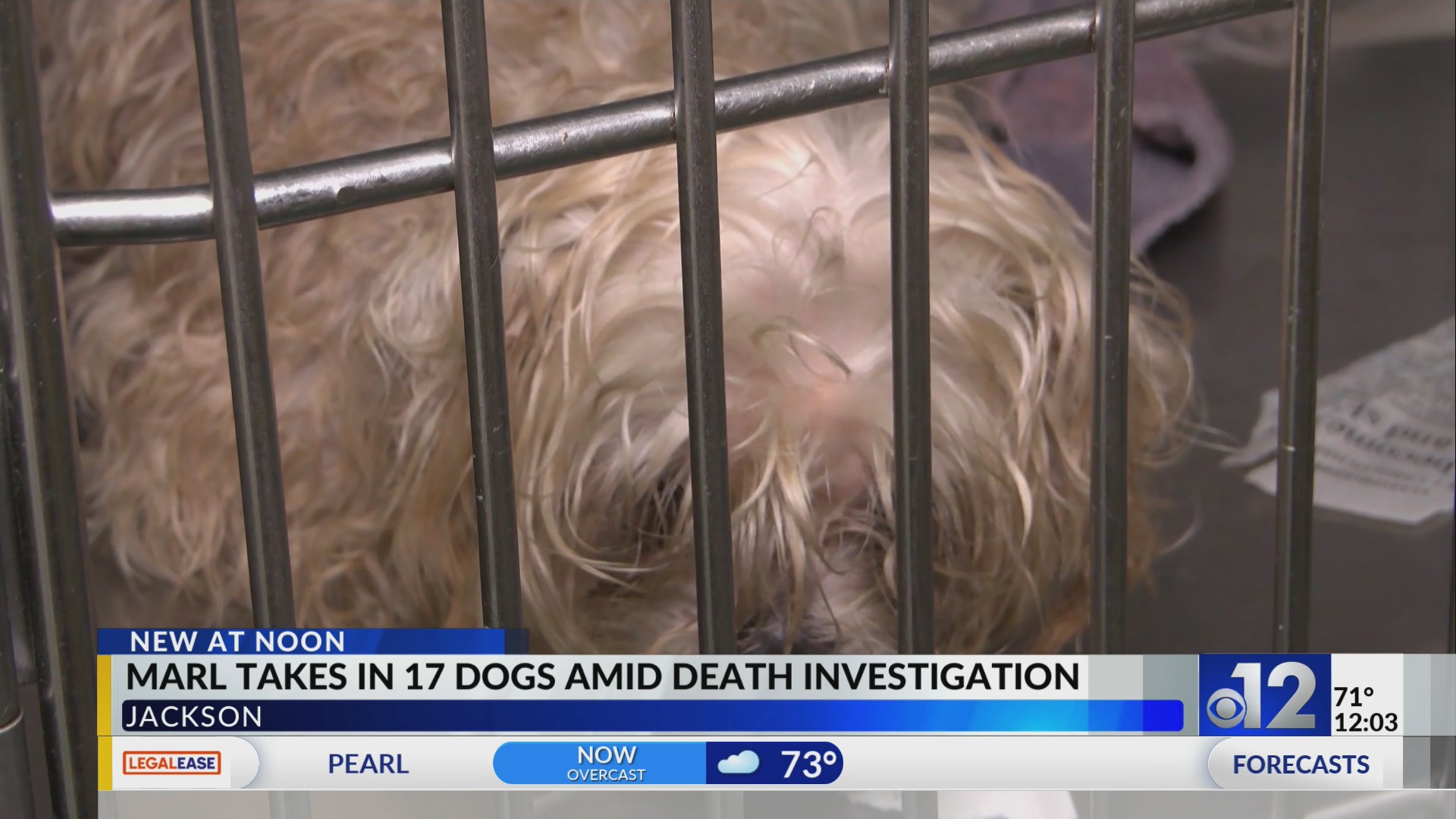 MARL cares for 17 dogs found in severe neglect – WJTV