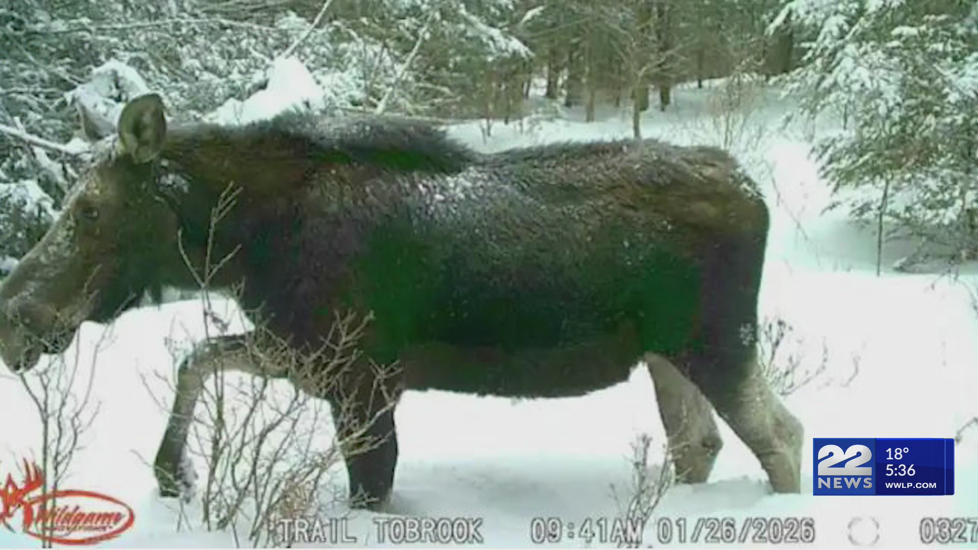 Trailcam captures moose navigating deep snow in Massachusetts – WWLP