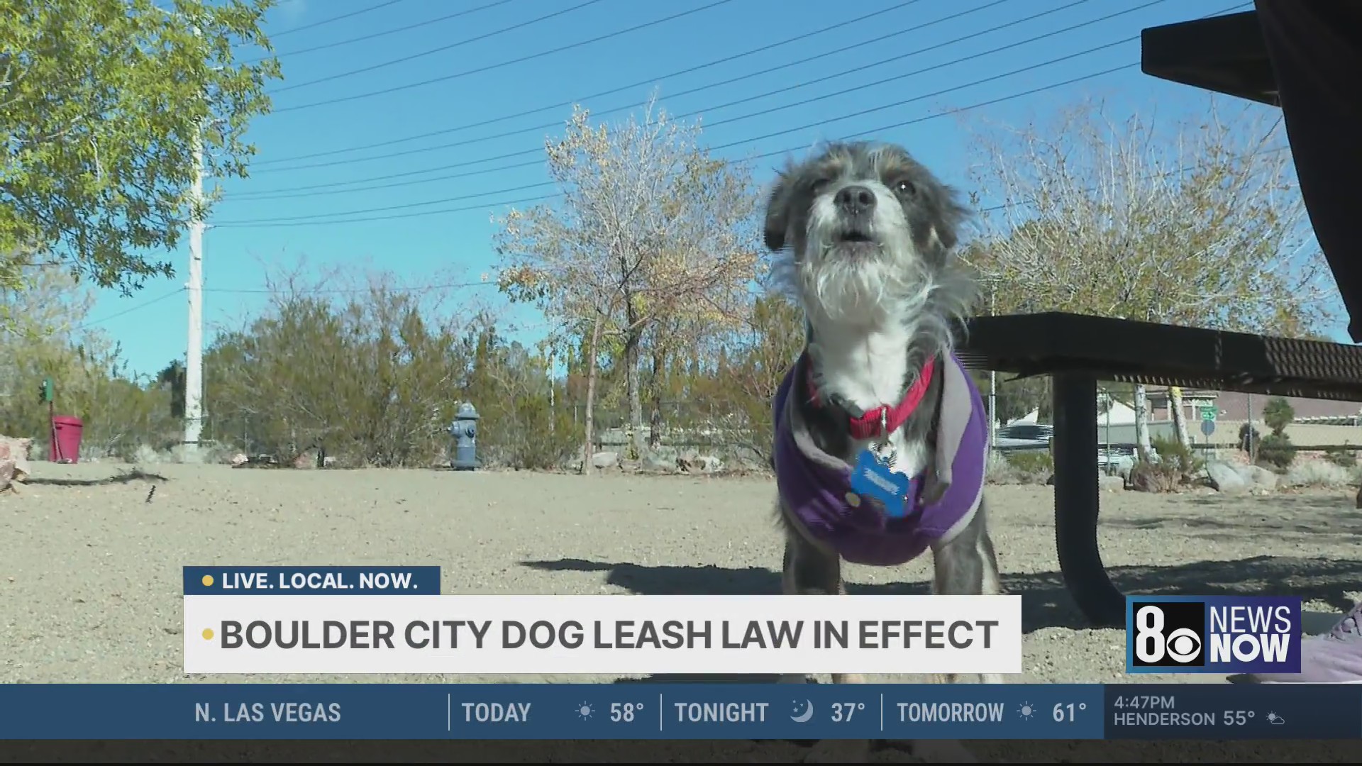 Boulder City now requires dogs to be on leashes in most areas – KLAS