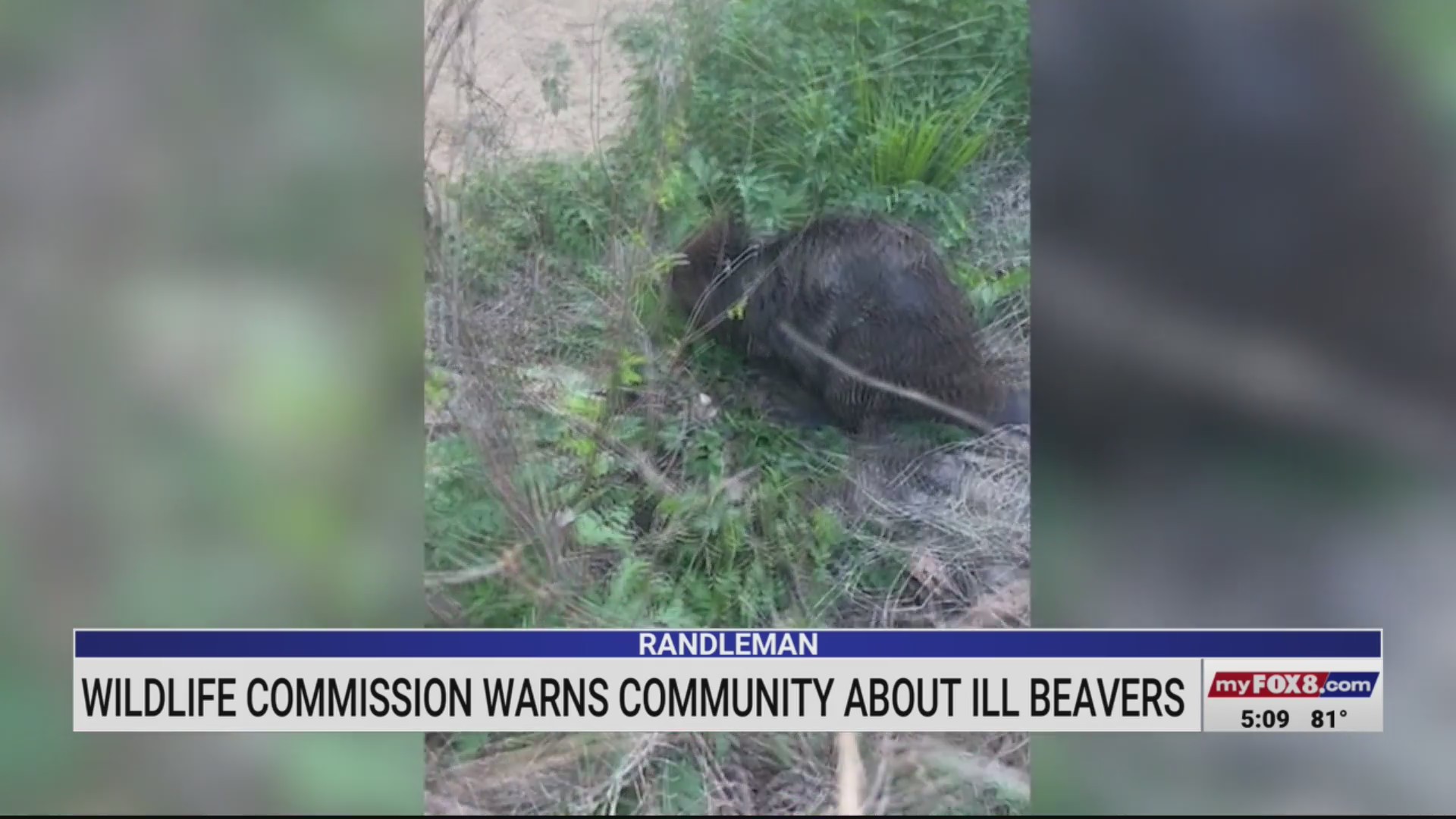 NC Wildlife Commission warns Randleman community about ill beavers ...