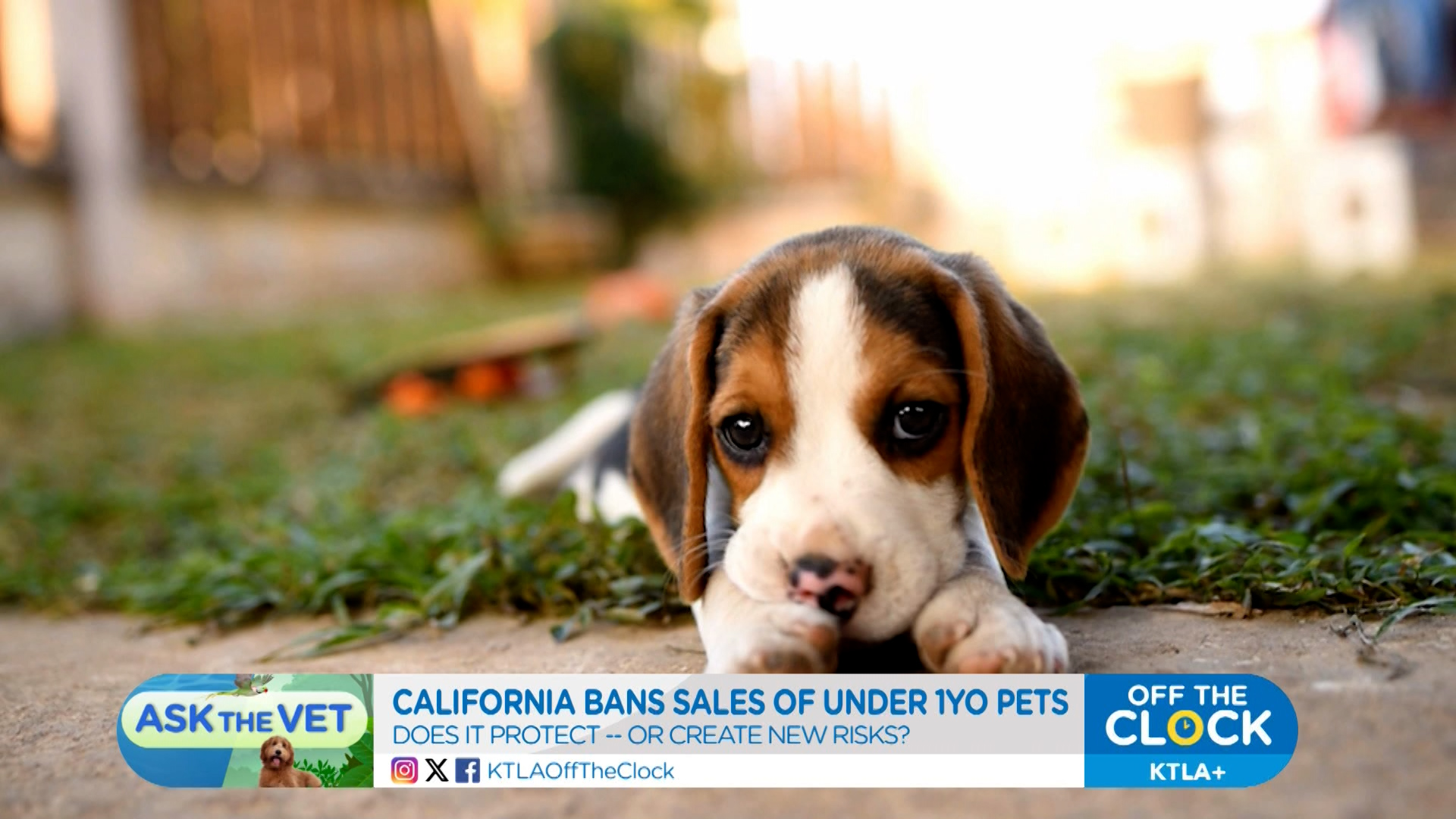Ask the Vet: New pet laws, wildfire readiness and healthy weight goals ...