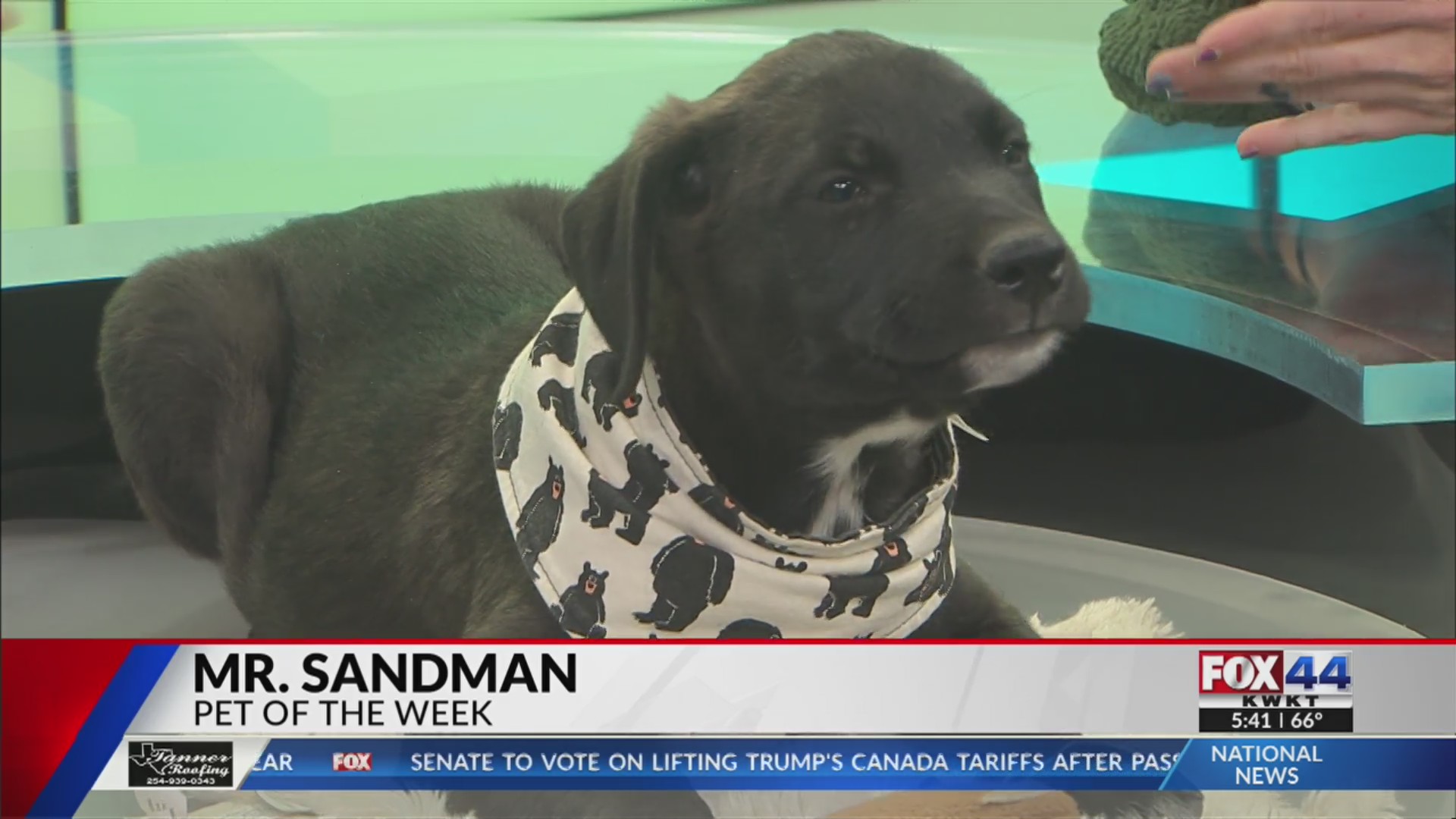 Pet of the Week: Mr. Sandman the Mixed Breed Puppy – KWKT – FOX 44