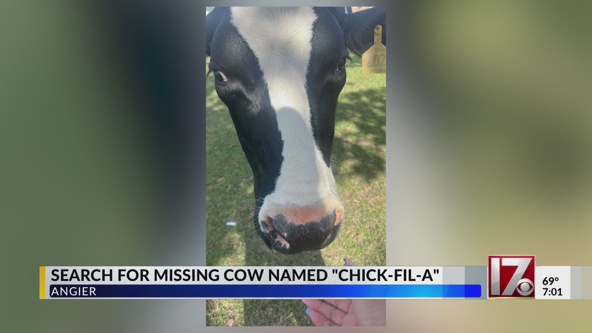 Angier family searching for missing cow ‘Chick-Fil-A’ – CBS17.com